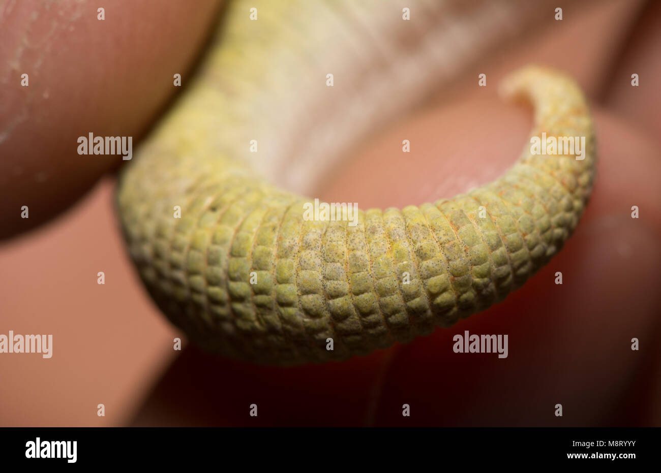Bauer's Chameleon Gecko (Eurydactylodes agricolae Stock Photo - Alamy
