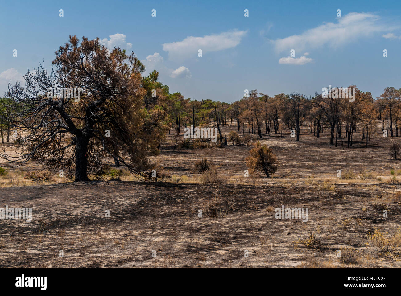 Forest fire in pine hi-res stock photography and images - Alamy