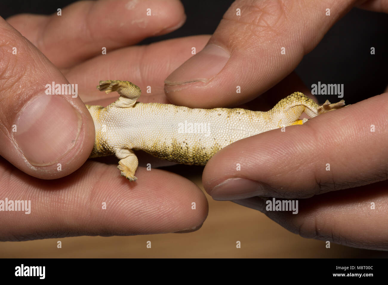 Bauer's Chameleon Gecko (Eurydactylodes agricolae Stock Photo - Alamy