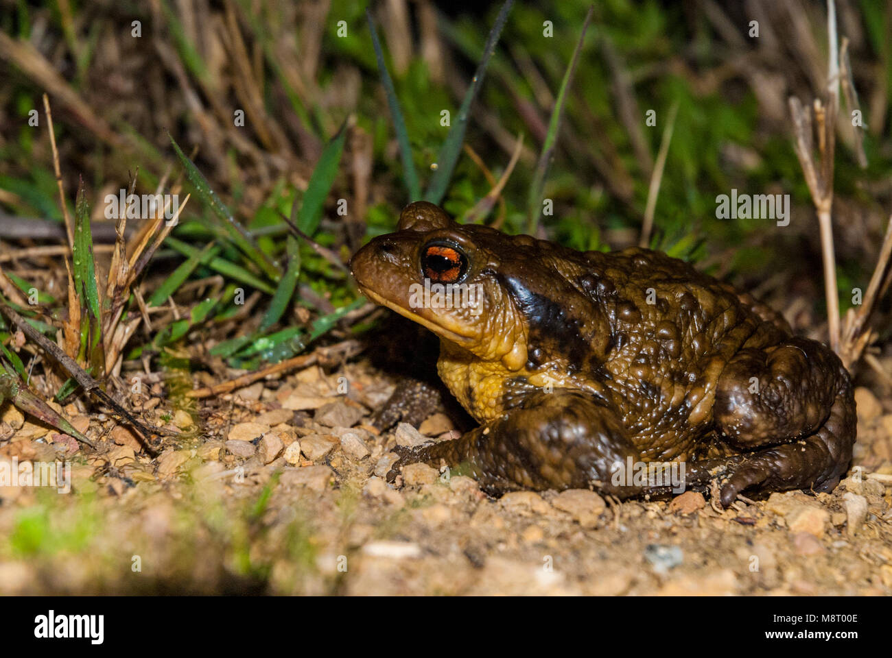 Sapo comun hi-res stock photography and images - Alamy