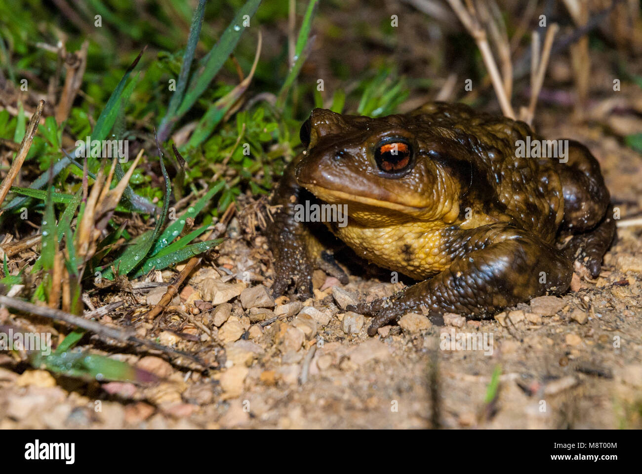 Sapo comun, bufo bufo Stock Photo - Alamy