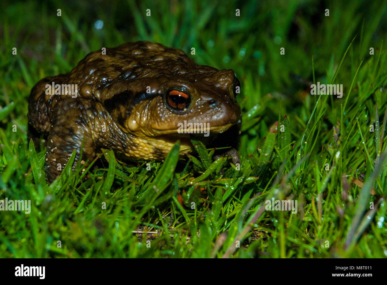 Sapo comun, bufo bufo Stock Photo - Alamy