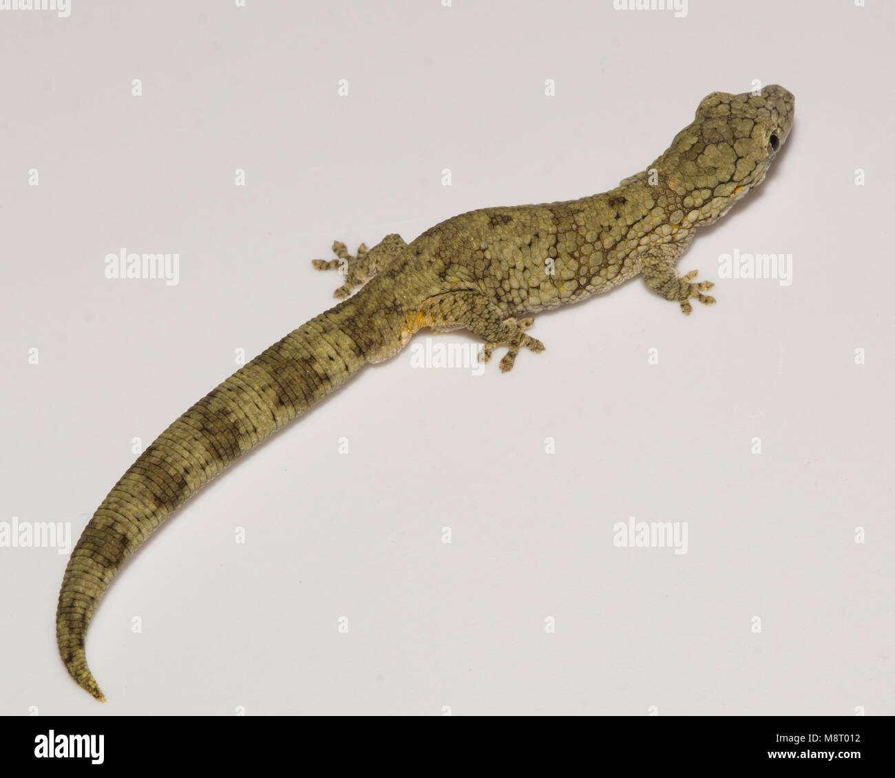Bauer's Chameleon Gecko (Eurydactylodes agricolae Stock Photo - Alamy