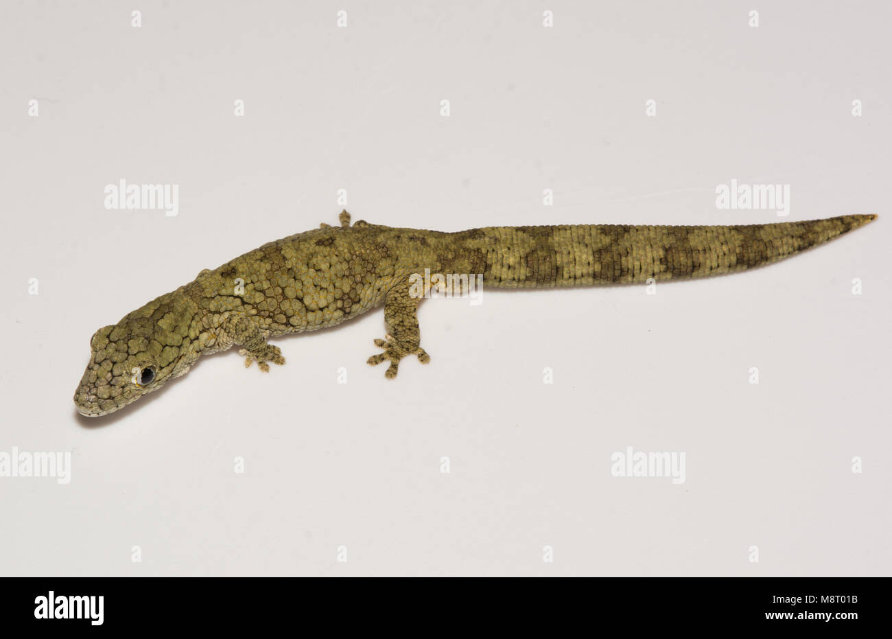 Bauer's Chameleon Gecko (Eurydactylodes agricolae Stock Photo - Alamy