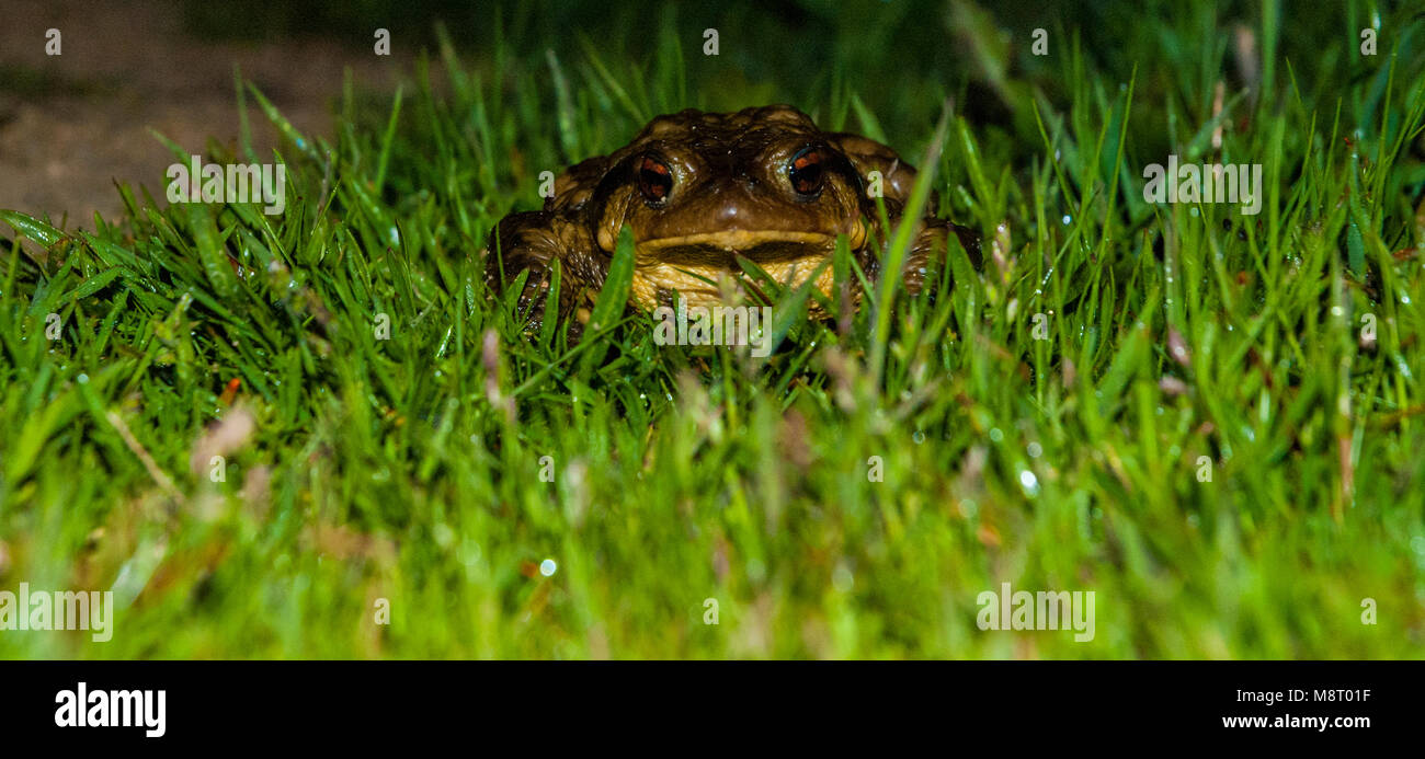 Sapo comun, bufo bufo Stock Photo - Alamy