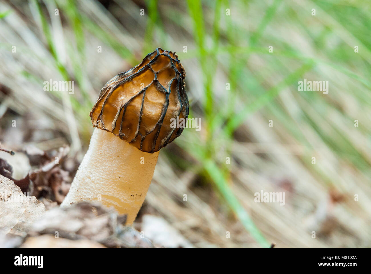 Phallus symbol hi-res stock photography and images - Alamy