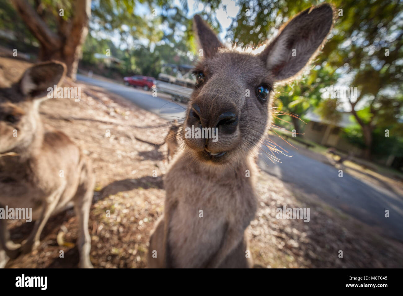 Funny portrait of Kangaroo staring right into the camera Stock Photo ...
