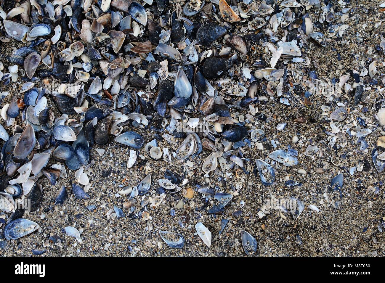 shells on the sand Stock Photo - Alamy