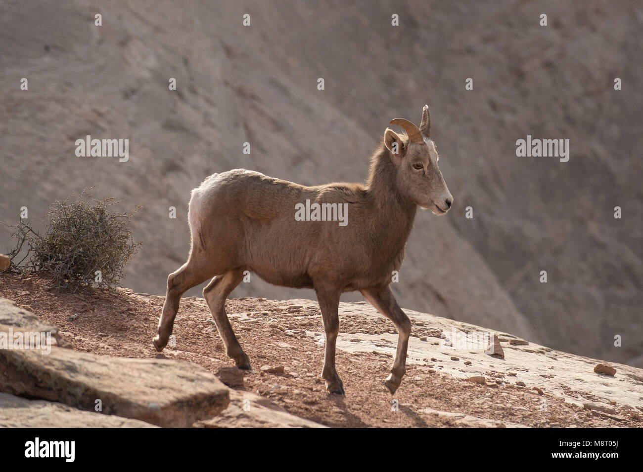 A Desert bighorn sheep in Canyonlands National Park, Utah.' Stock Photo ...