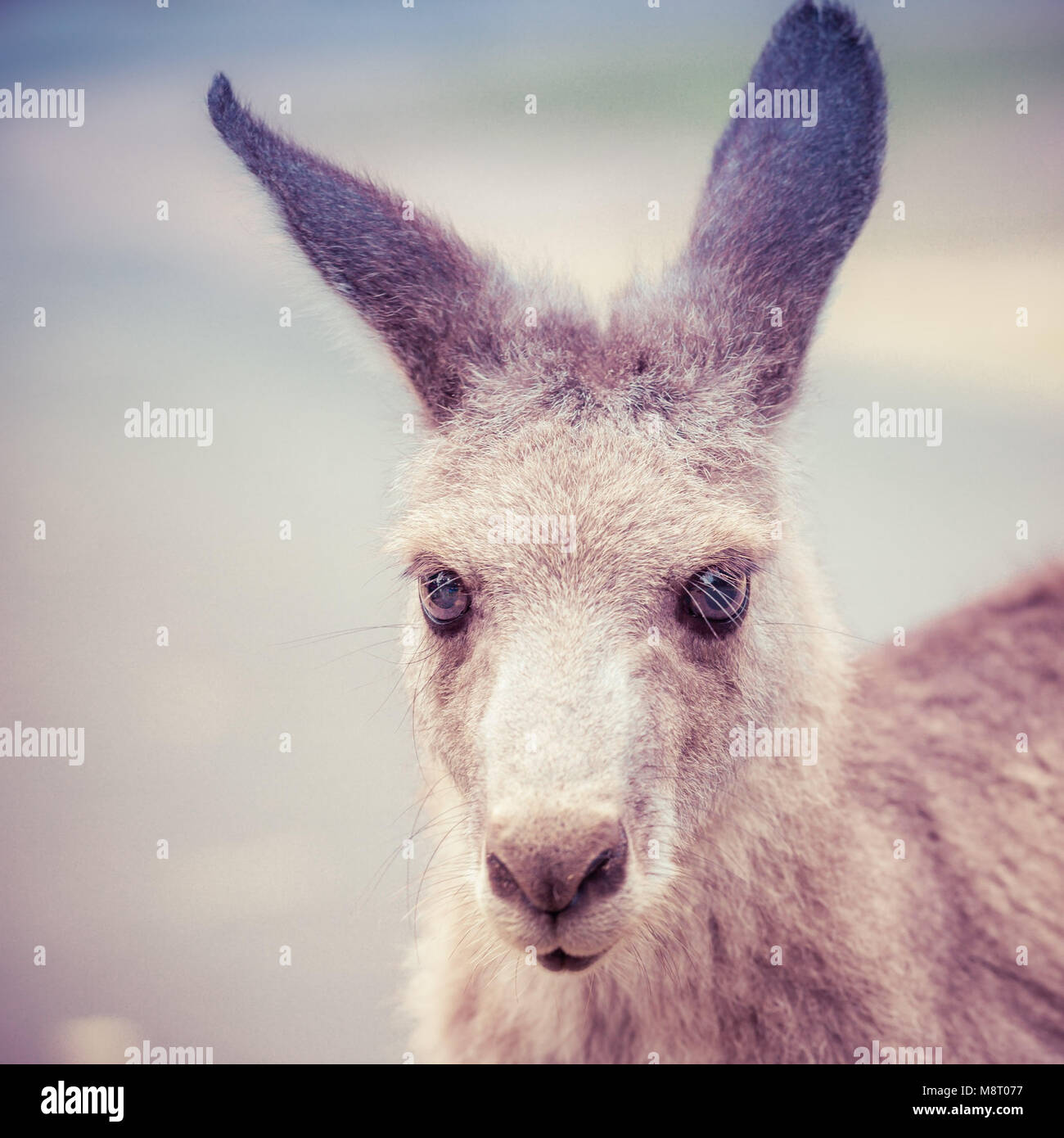 Grey kangaroo closeup hi-res stock photography and images - Alamy