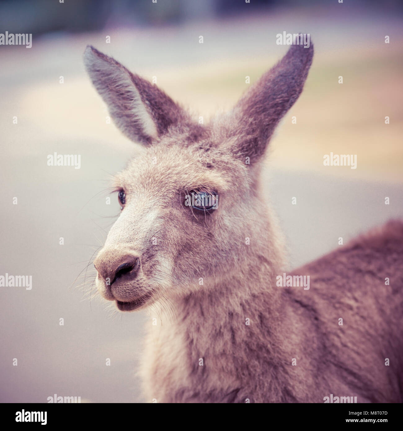 Grey kangaroo sunset hi-res stock photography and images - Alamy