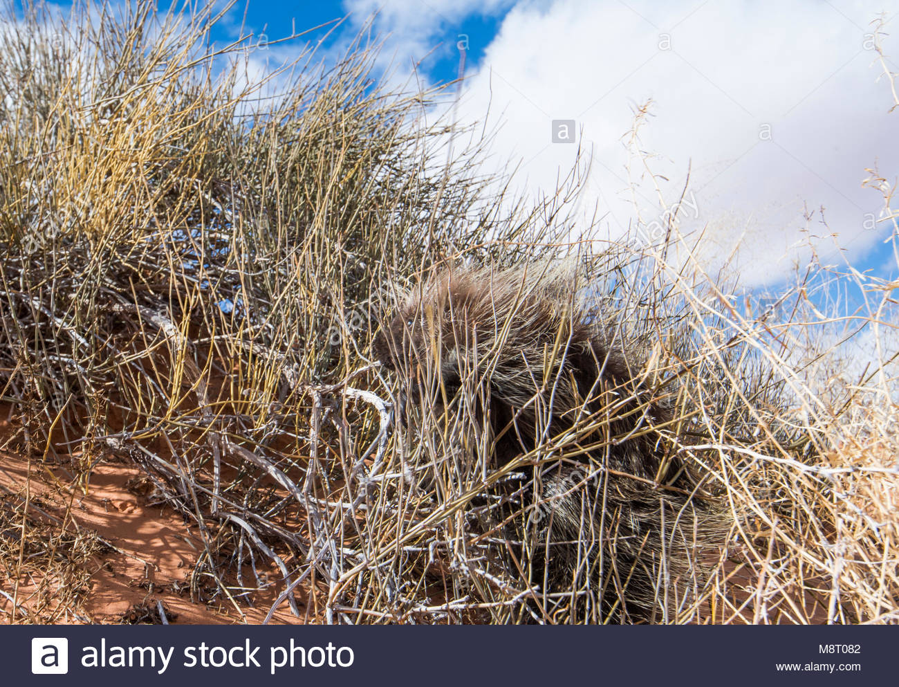 North American Porcupines High Resolution Stock Photography and Images ...