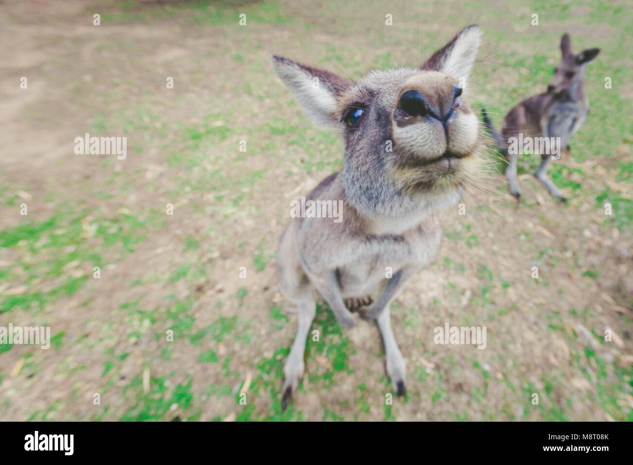 Eastern grey kangaroo wants food Stock Photo - Alamy