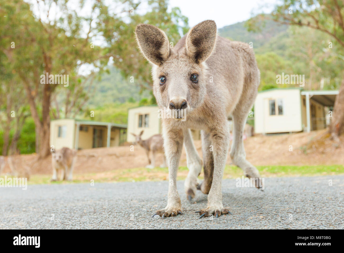 Kangaroo is looking at you - low angle closeup shot Stock Photo - Alamy