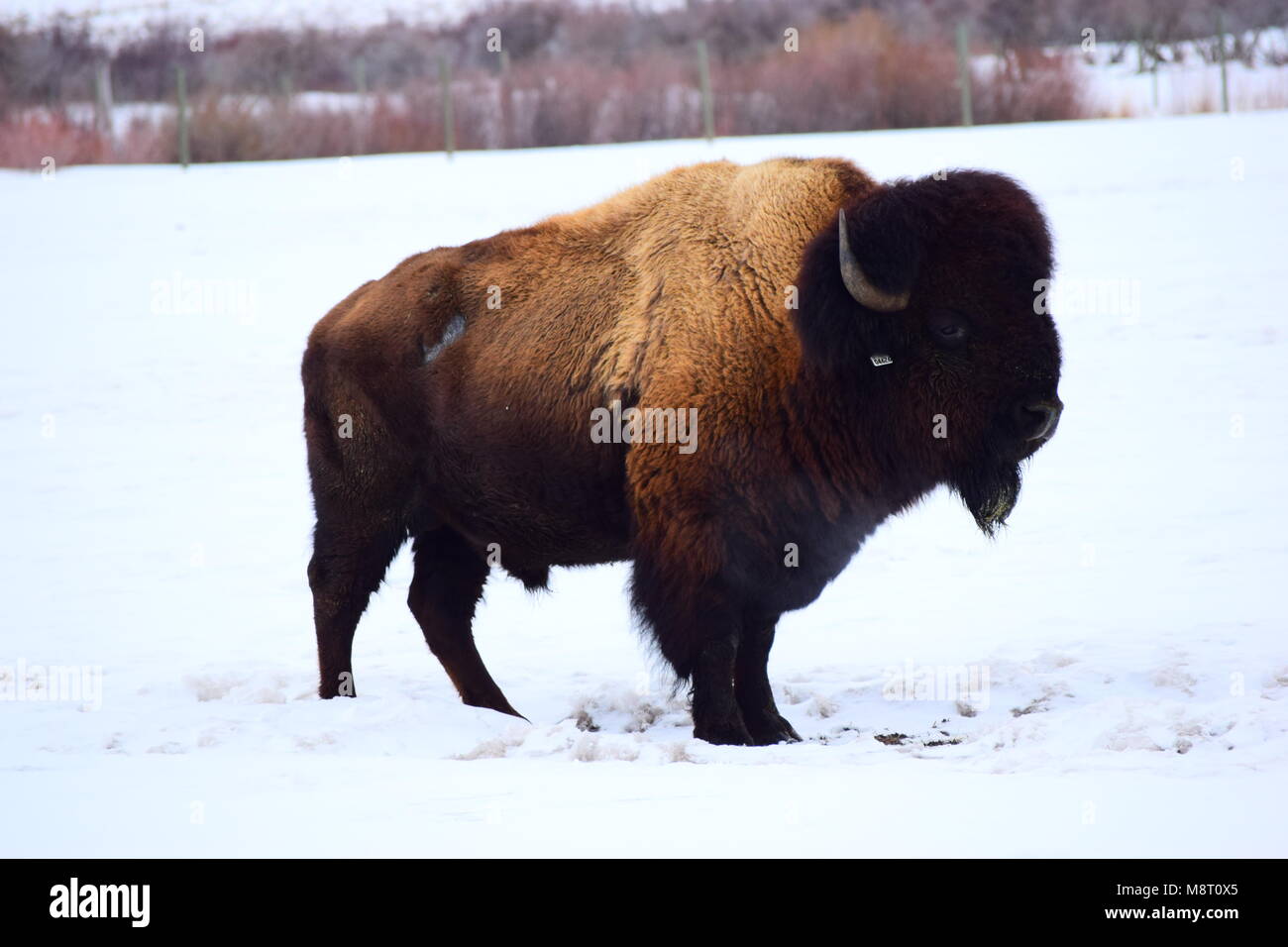 Tall bull bison hi-res stock photography and images - Alamy