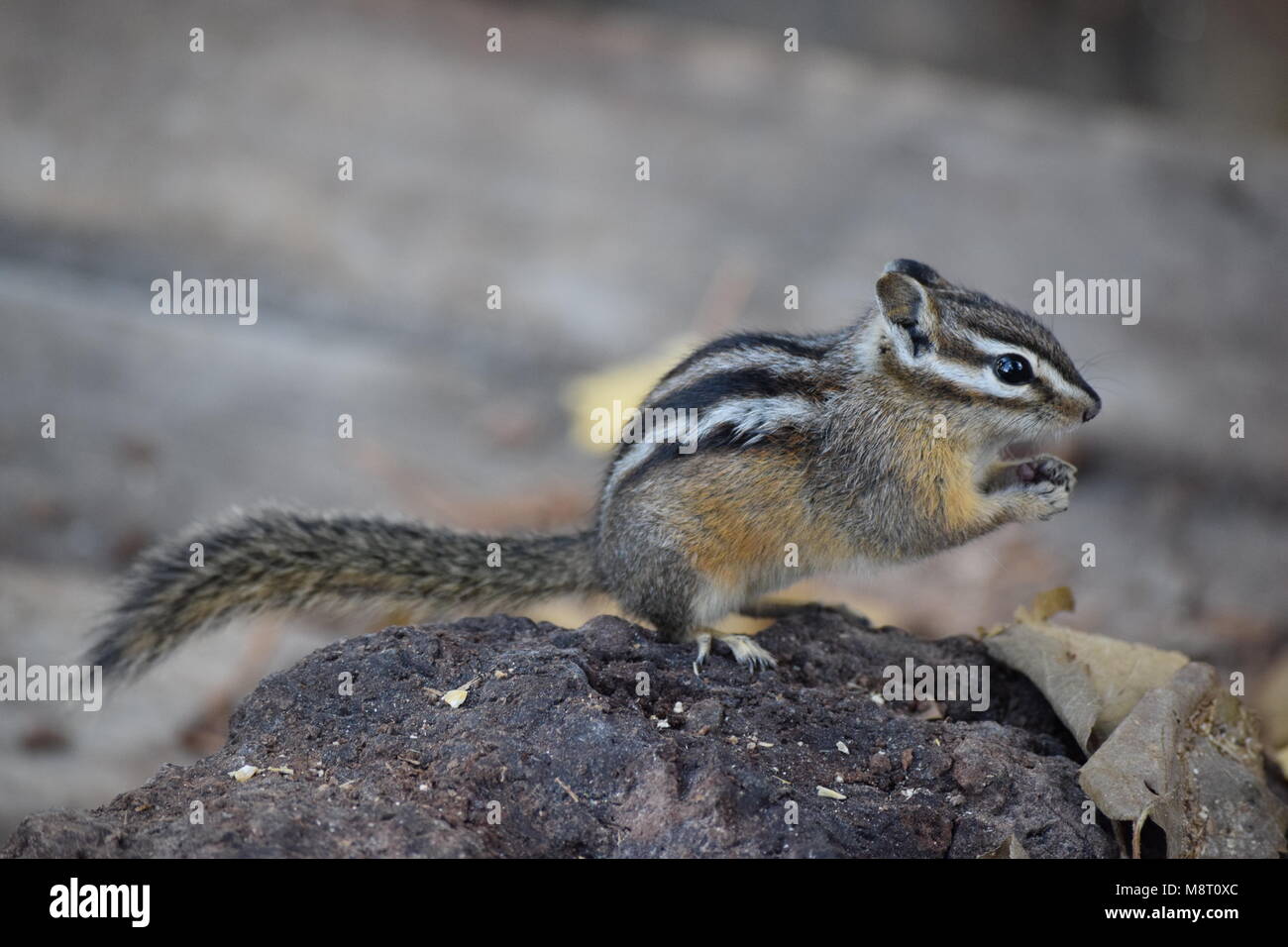 Black chipmunk hi-res stock photography and images - Alamy