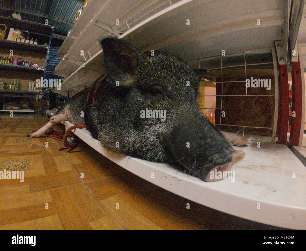 Pig meat chart hi-res stock photography and images - Alamy