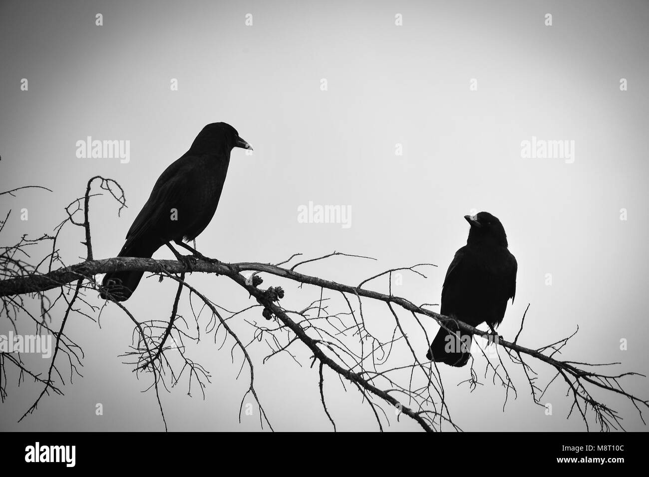 Black and white portrait of two birds perched on a branch of a tree ...