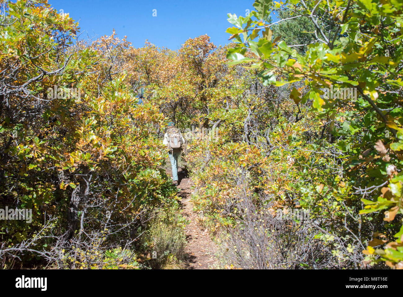 Cibola Mountain air Gavilan Trail Hawk Watch Stock Photo - Alamy