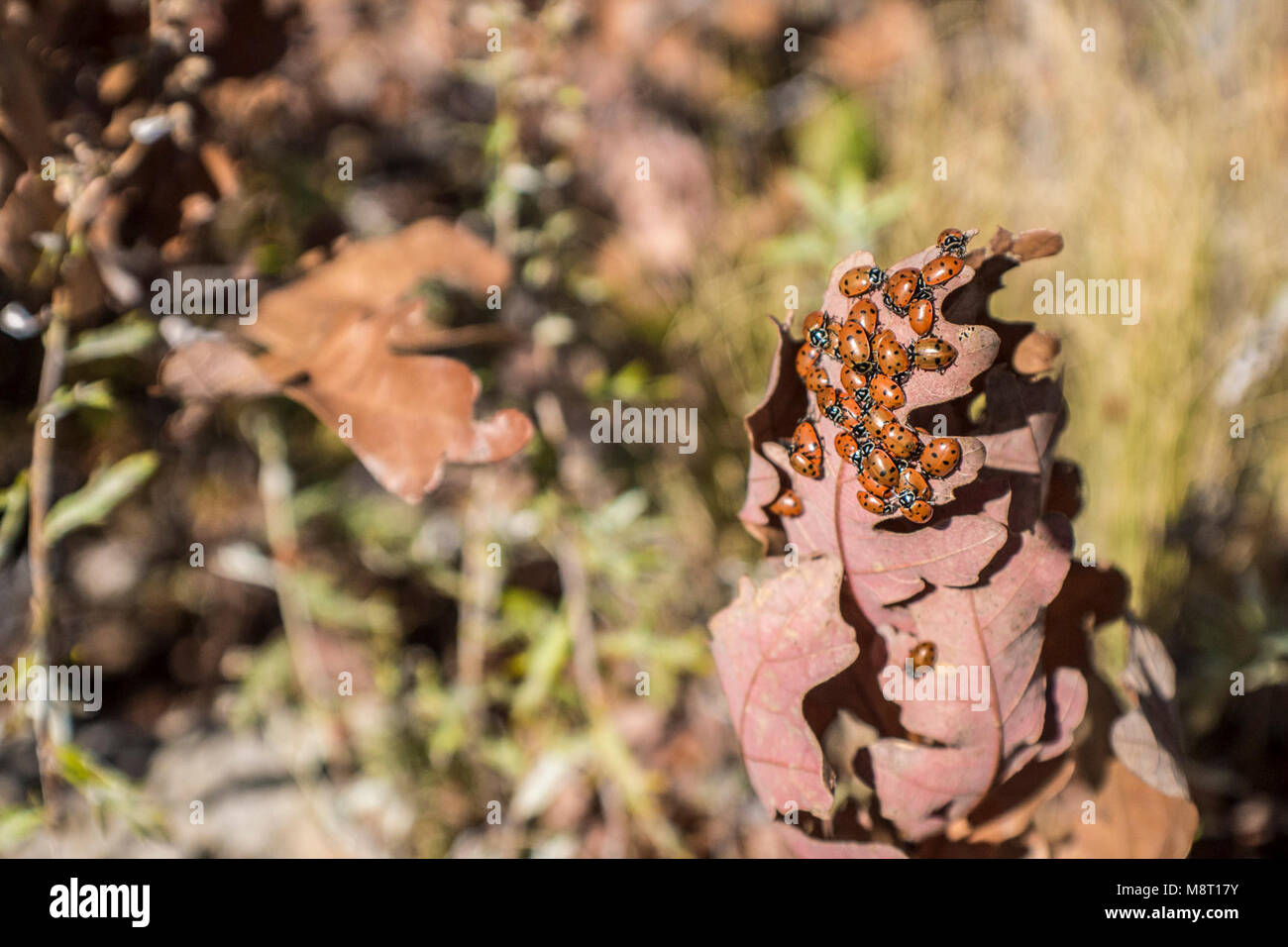 Gavilan trail hi-res stock photography and images - Alamy