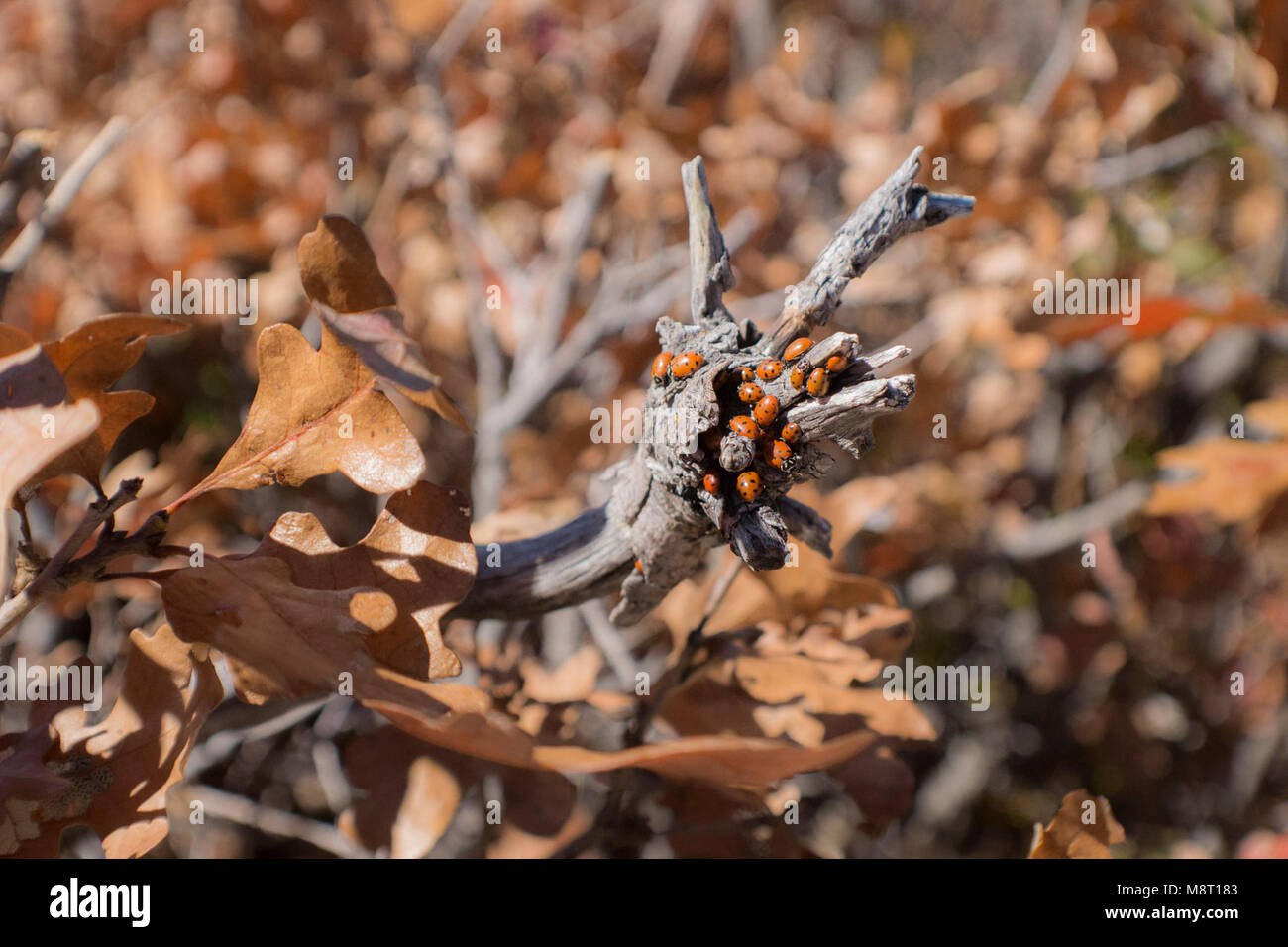 Cibola Mountain air Gavilan Trail Hawk Watch Stock Photo - Alamy