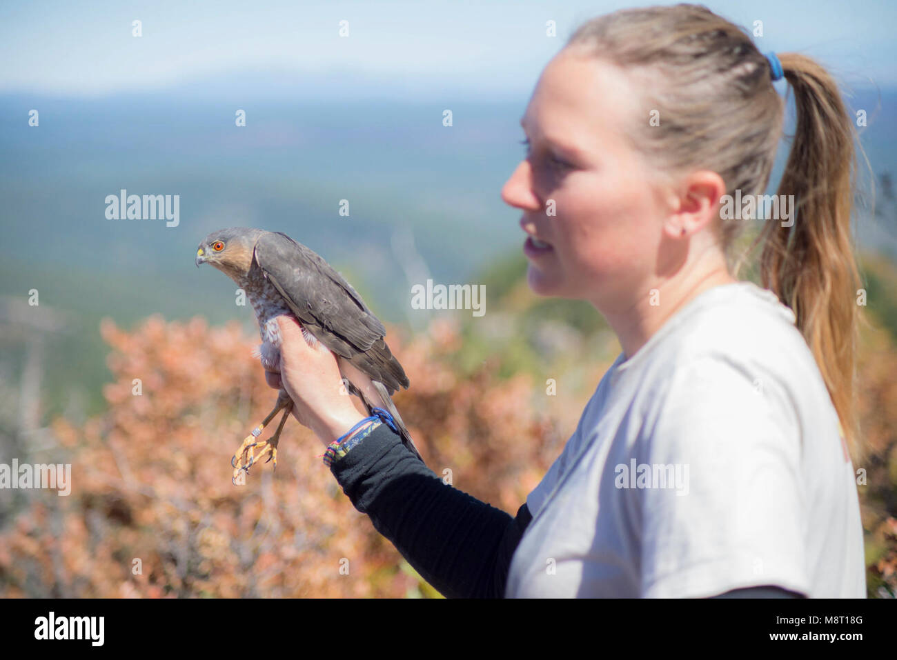 Cibola Mountain air Gavilan Trail Hawk Watch Stock Photo - Alamy