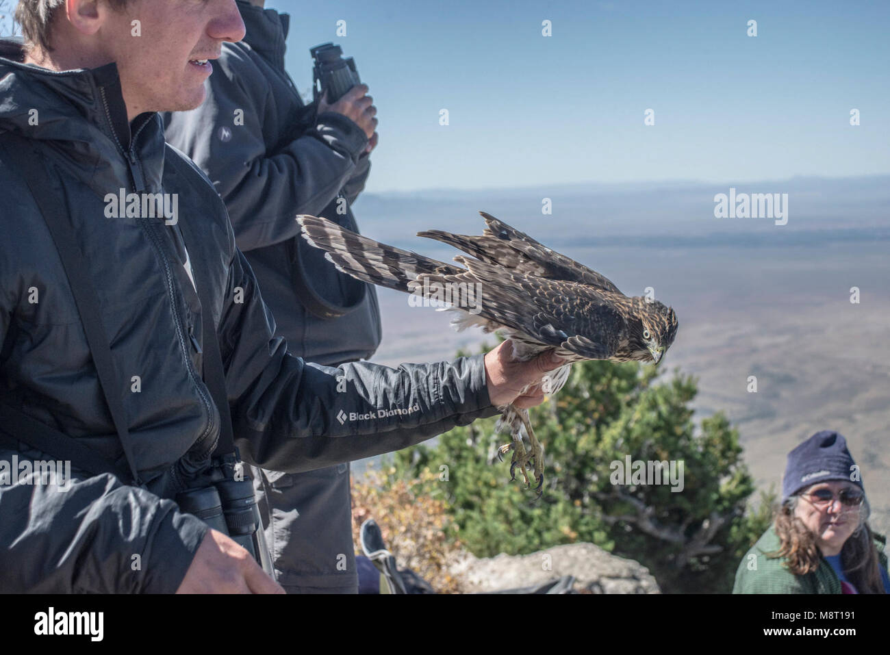 Cibola Mountain air Gavilan Trail Hawk Watch Stock Photo - Alamy