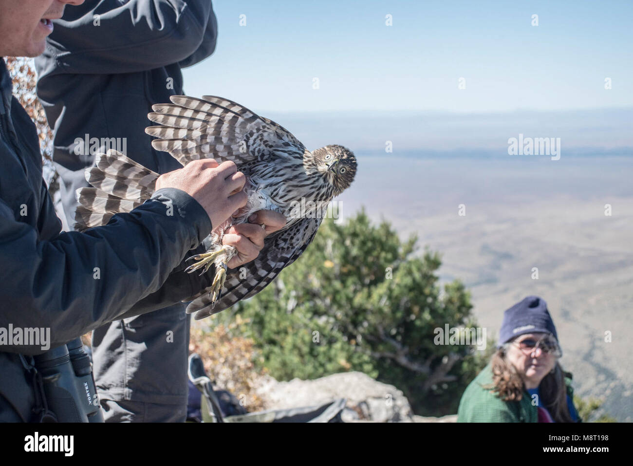 Cibola Mountain air Gavilan Trail Hawk Watch Stock Photo - Alamy