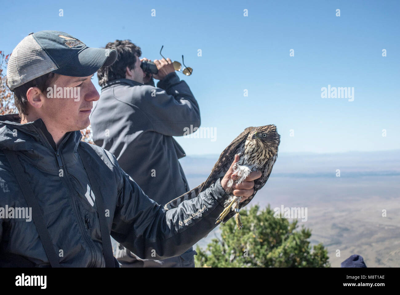 Cibola Mountain air Gavilan Trail Hawk Watch Stock Photo - Alamy