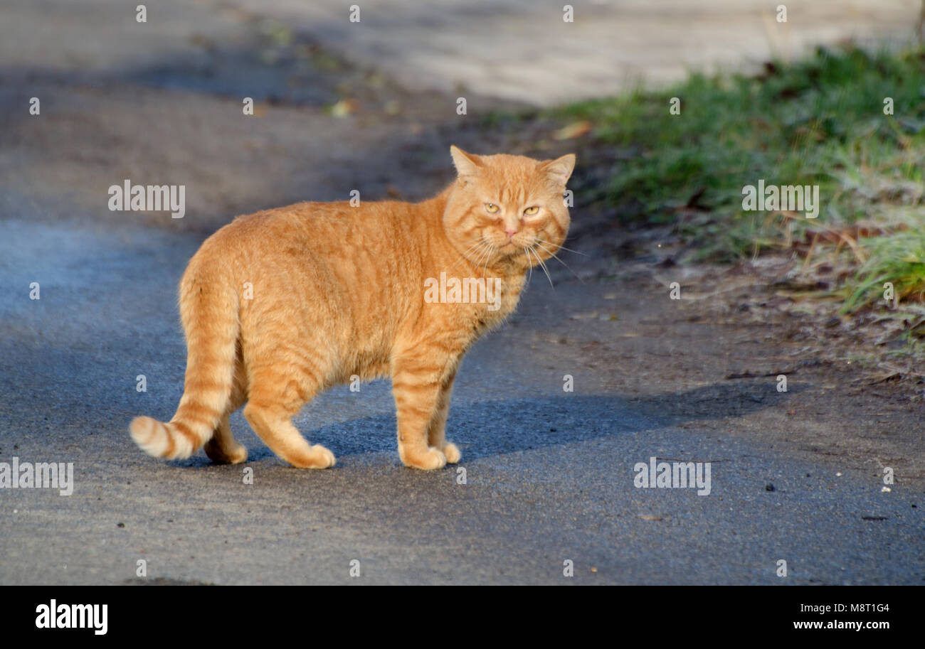 Red homeless cat on street hi-res stock photography and images - Alamy