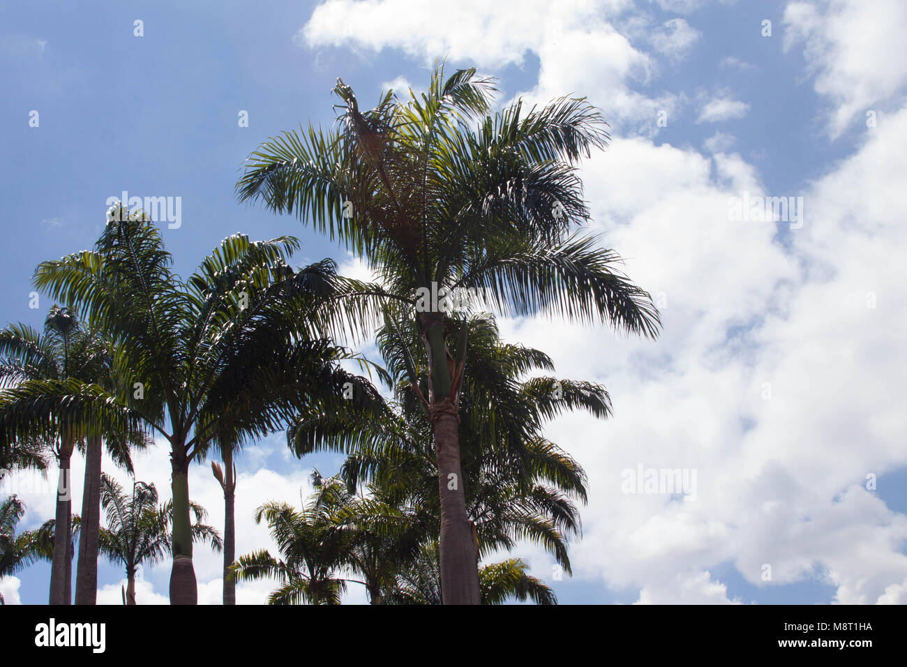 Palm Trees in Caracas, Venezuela Stock Photo - Alamy