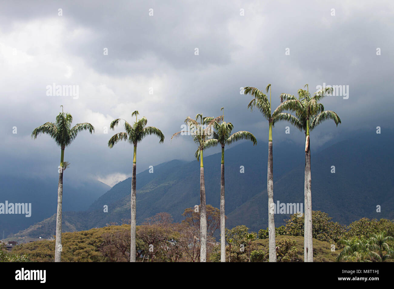 Palm Trees in Caracas, Venezuela Stock Photo - Alamy