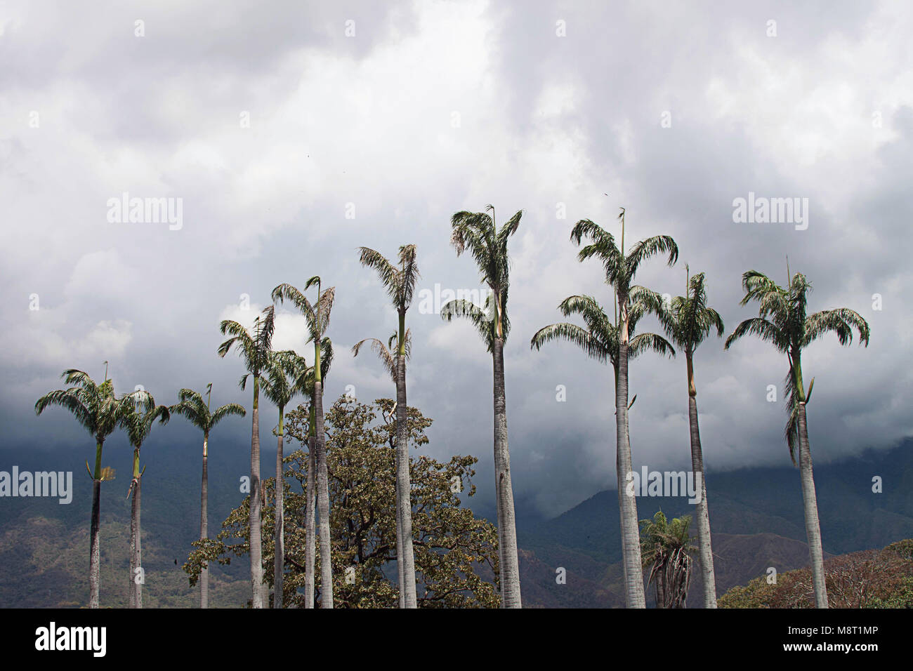 Palm Trees in Caracas, Venezuela Stock Photo - Alamy