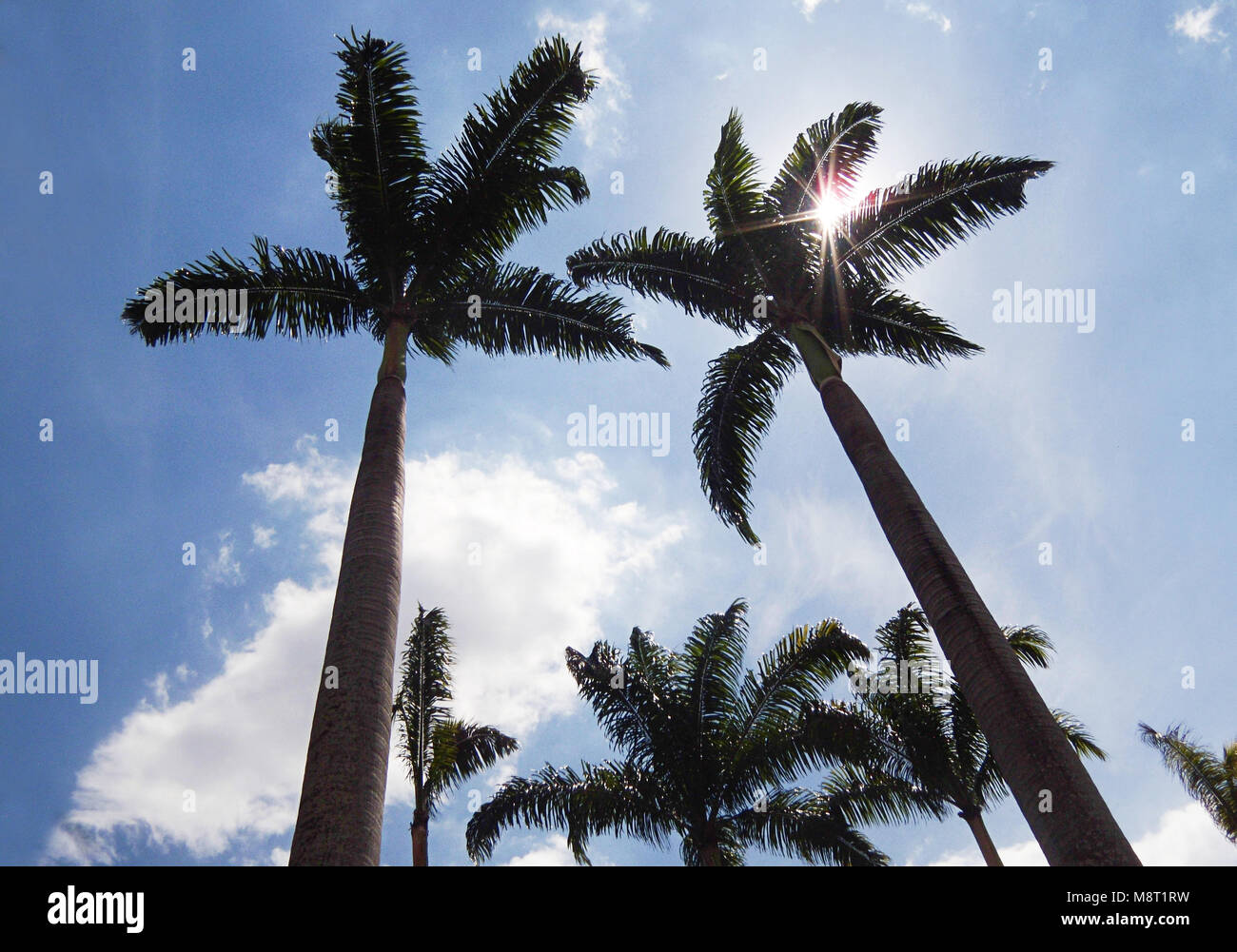 Palm Trees in Caracas, Venezuela Stock Photo - Alamy