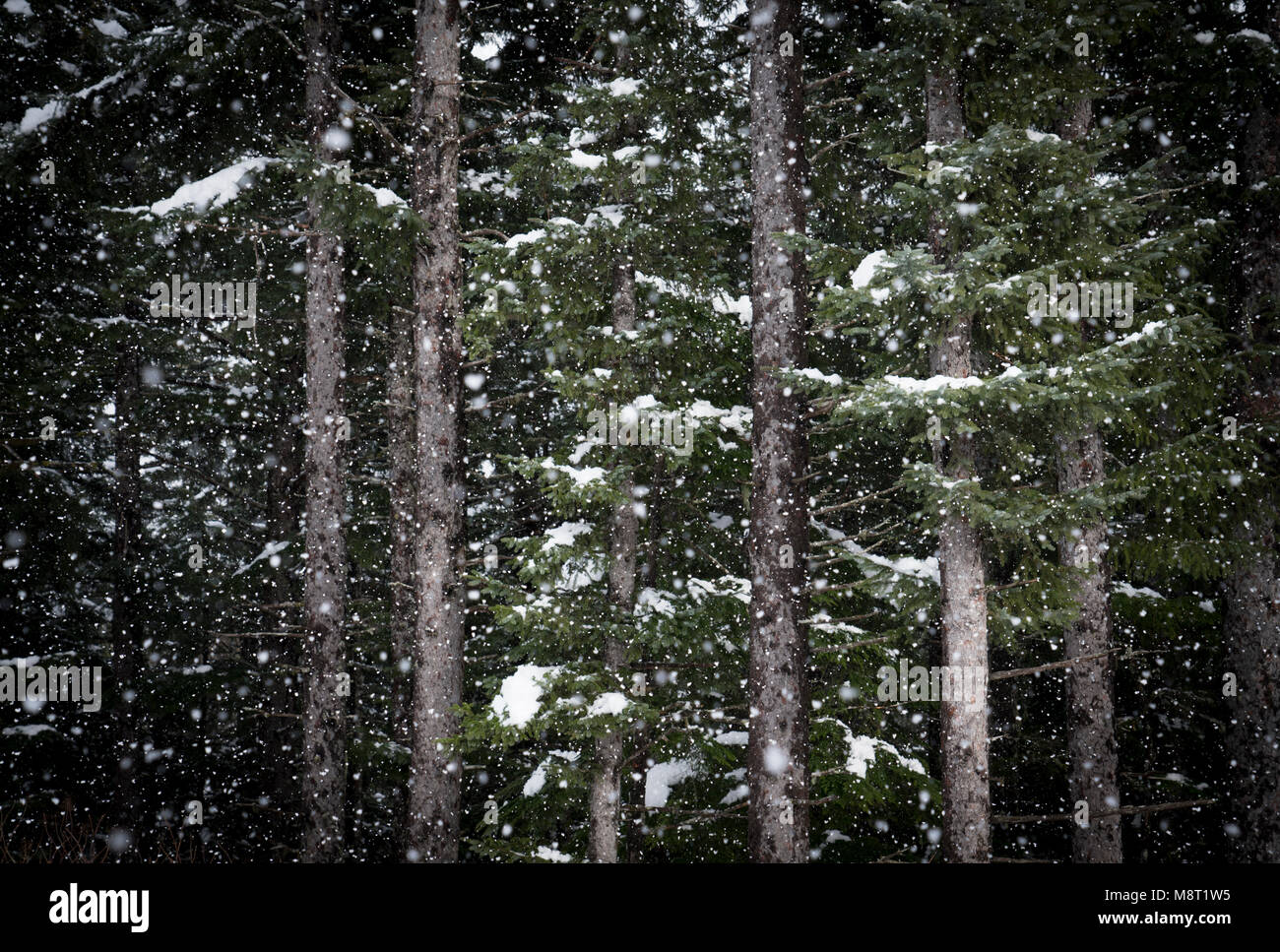 Snow falling in alaska forest hi-res stock photography and images - Alamy