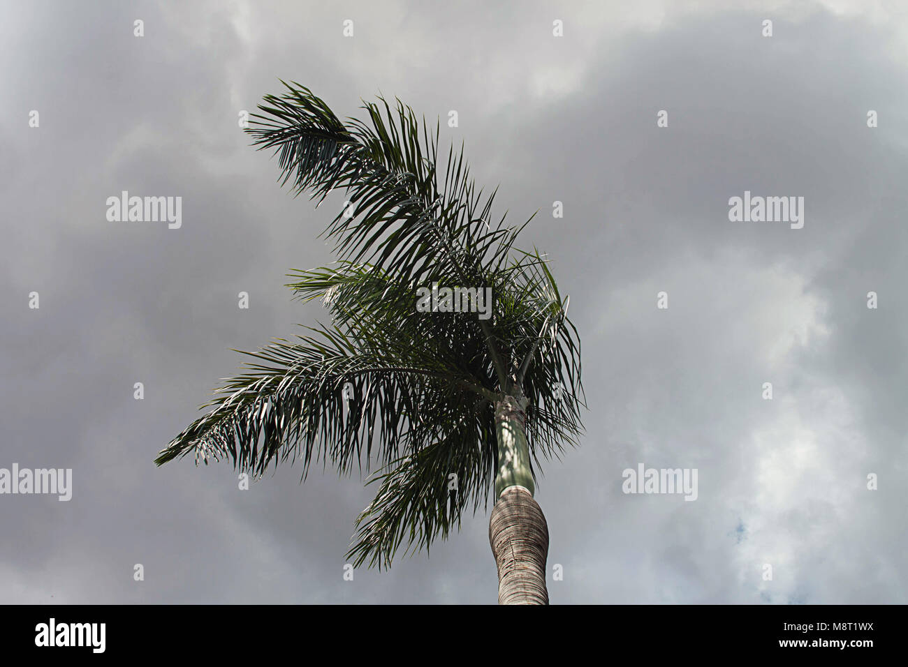 Palm Trees in Caracas, Venezuela Stock Photo - Alamy