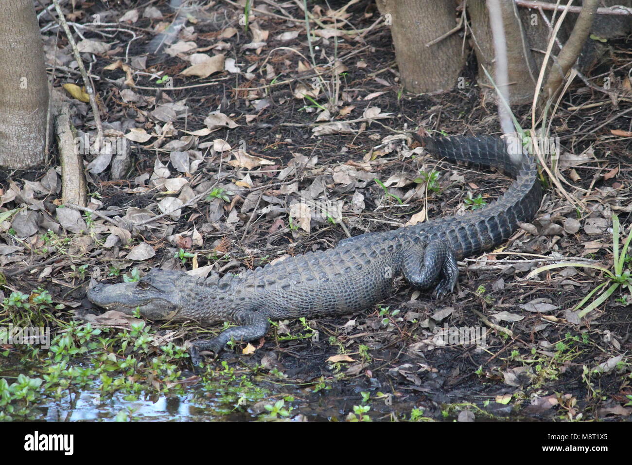 Young alligator sunning on land in the woods Stock Photo - Alamy