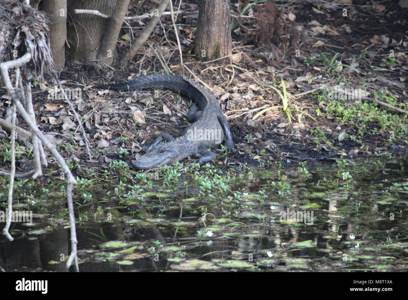 Alligator young water hi-res stock photography and images - Alamy