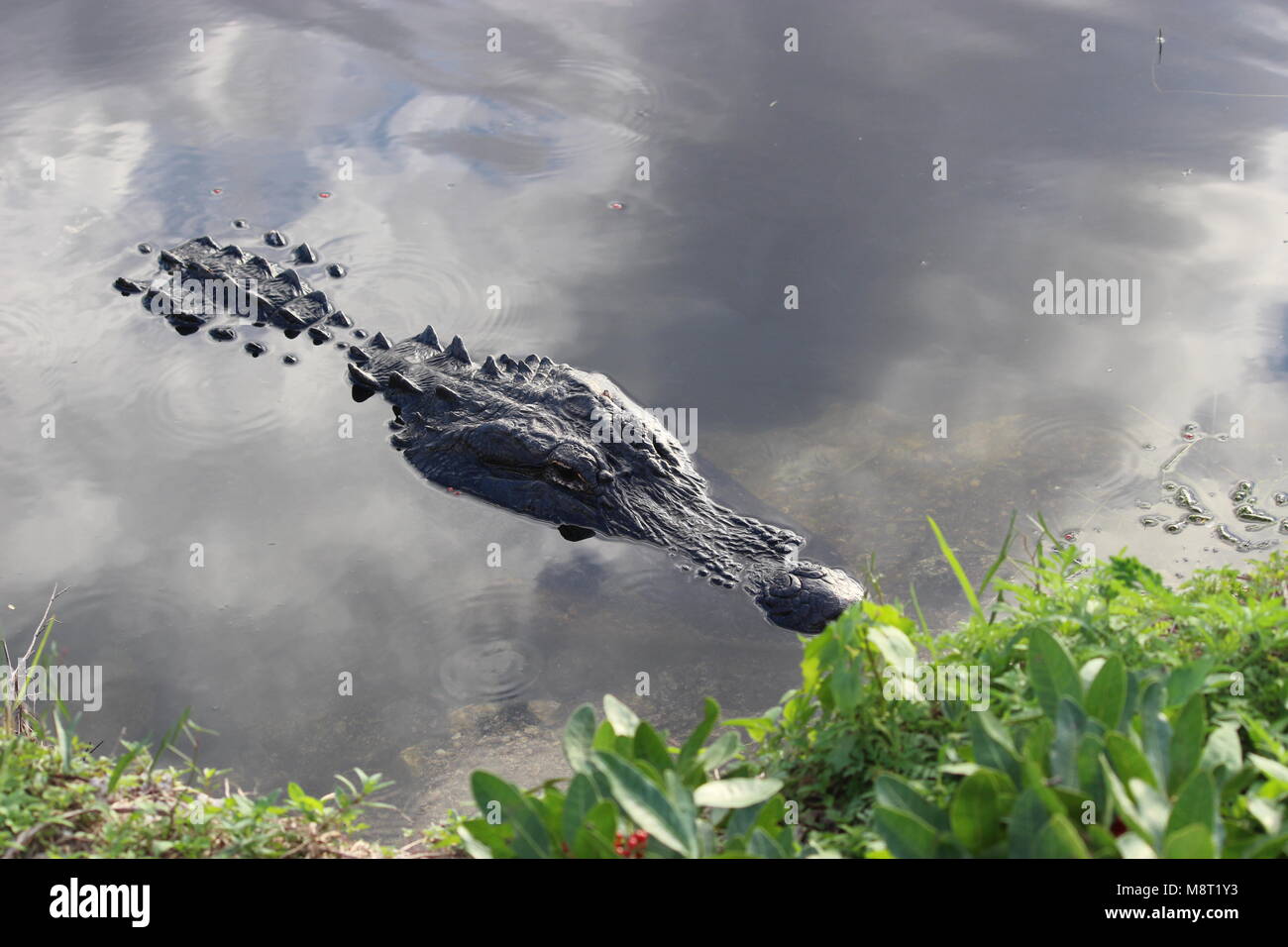 top down shot of semi-submerged alligator looking to the bottom right ...