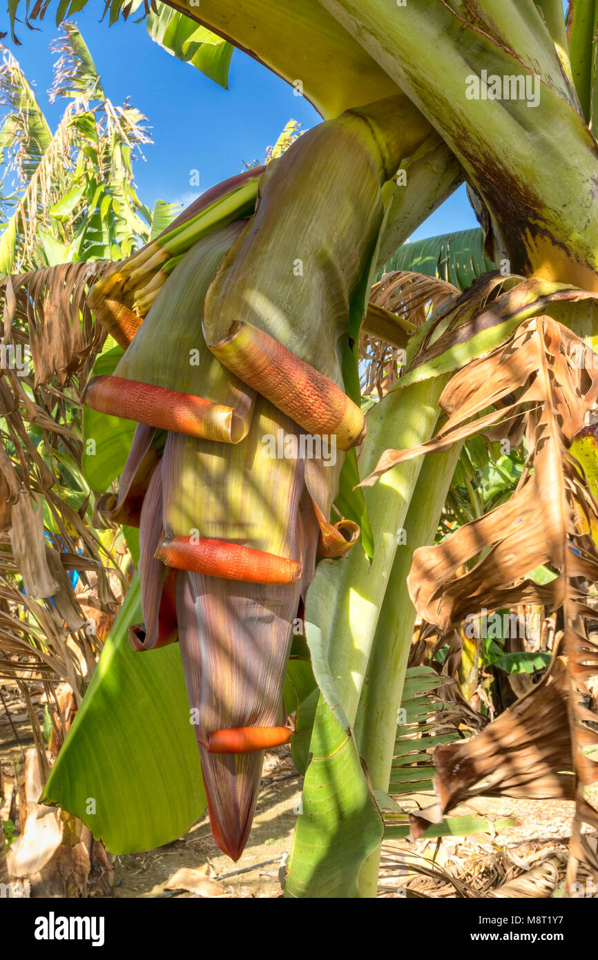 Banana fingers and banana flowers growing commercially in the paphos ...