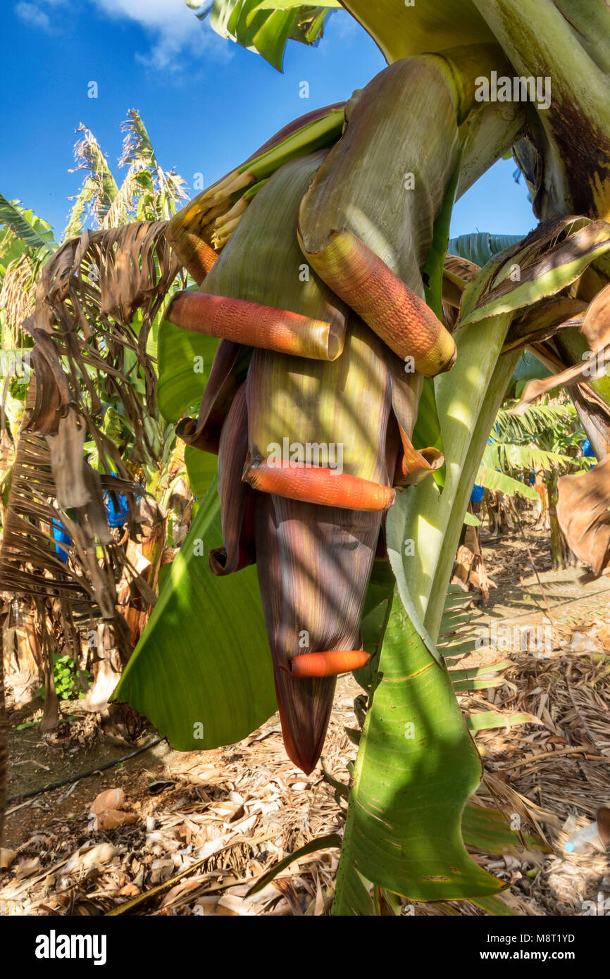 Banana fingers and banana flowers growing commercially in the paphos ...