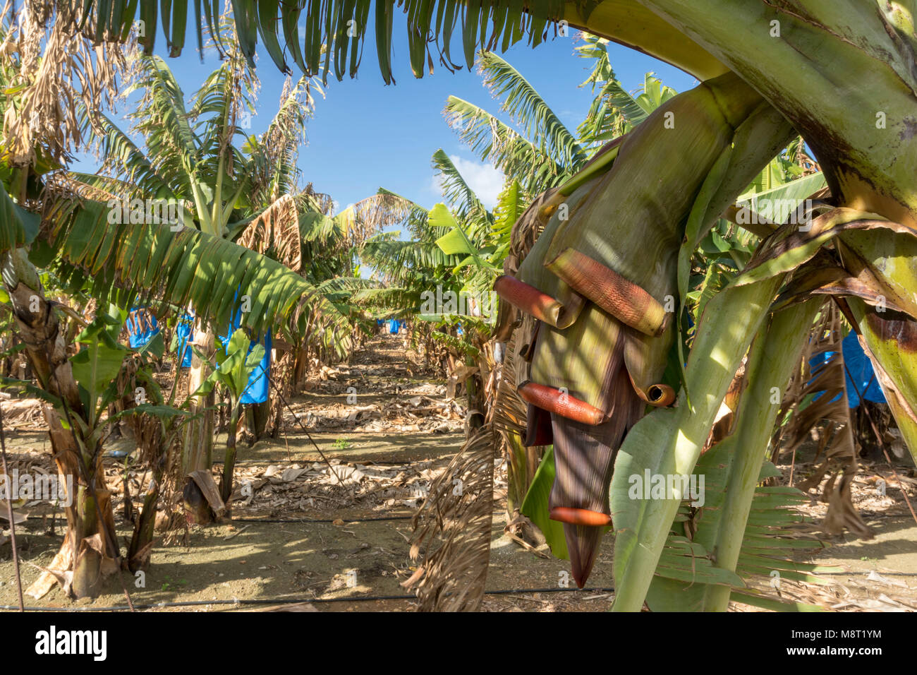 Banana fingers and banana flowers growing commercially in the paphos ...