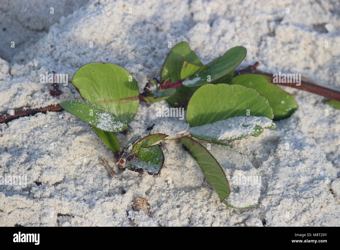 Beach elder hi-res stock photography and images - Alamy