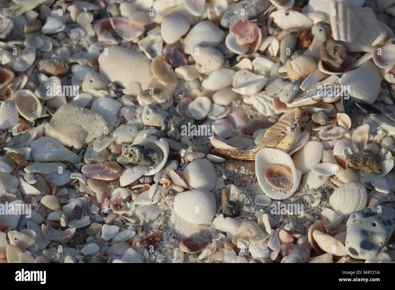 Small shells hi-res stock photography and images - Alamy