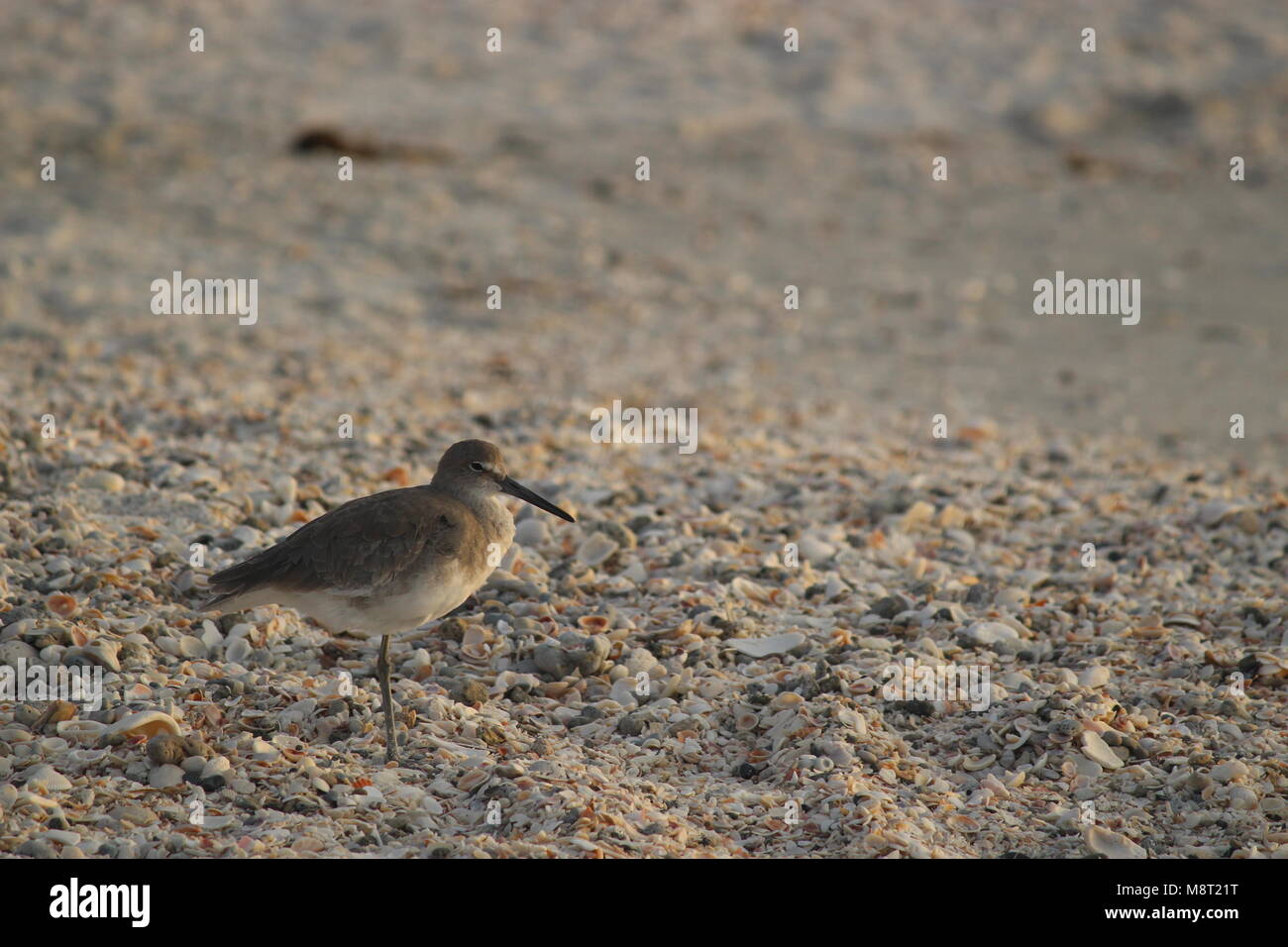 Sand Piper standing on the sand Stock Photo - Alamy