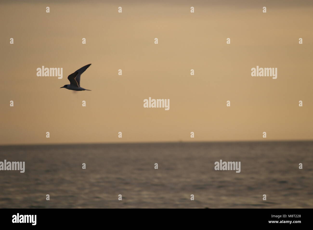 Gulf of mexico bird hi-res stock photography and images - Alamy