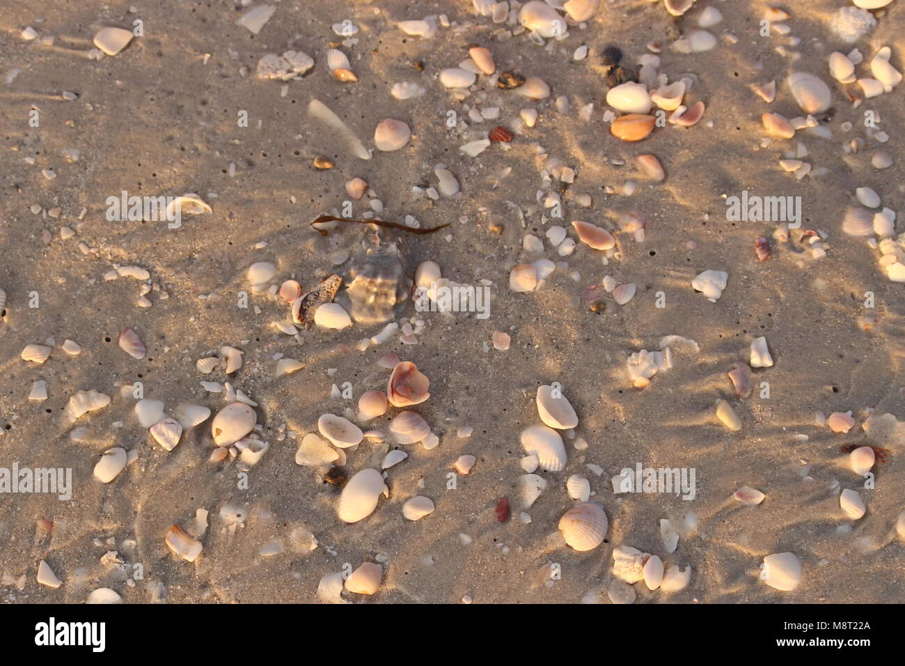 shells on the beach Stock Photo - Alamy