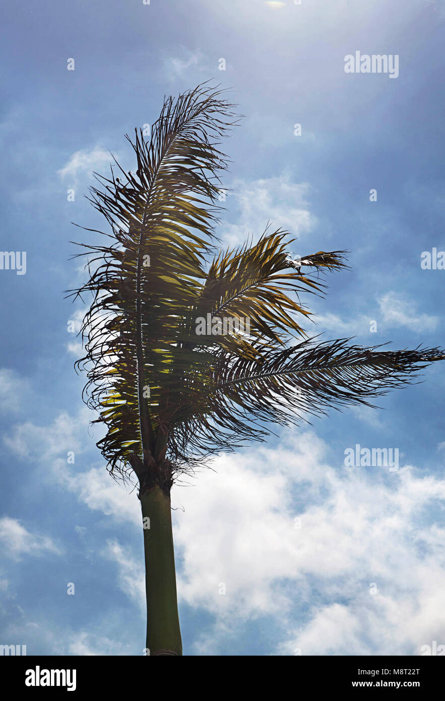 Palm Trees in Caracas, Venezuela Stock Photo - Alamy