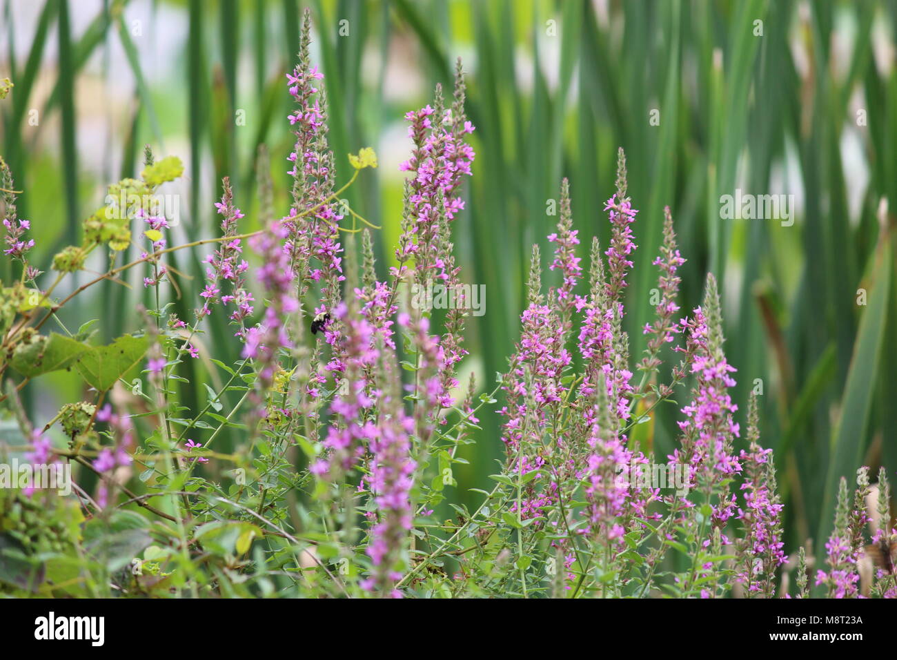 Purple wildflowers hi-res stock photography and images - Alamy