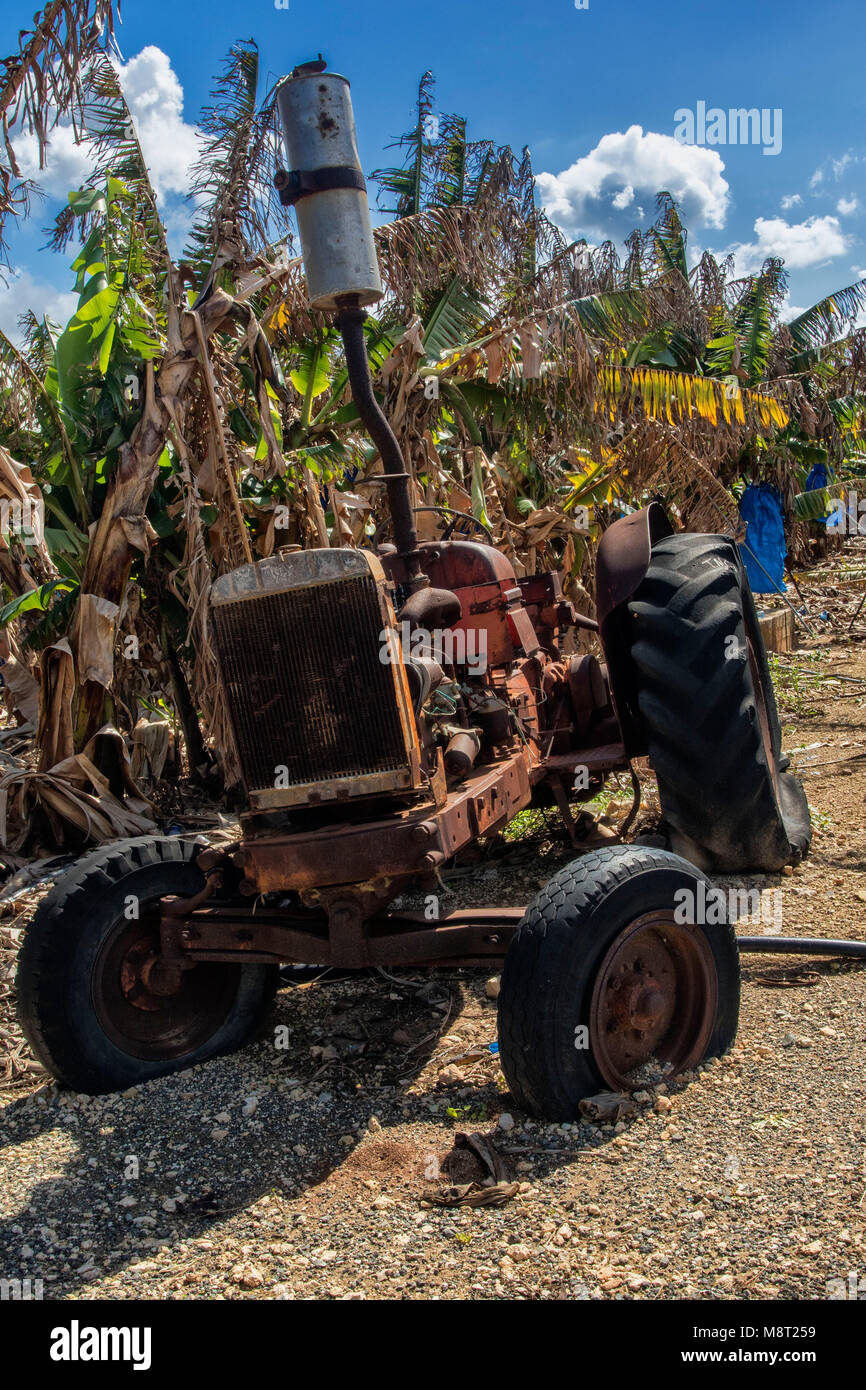 Landscape with rusted tractor in banana plantation under a blue spring ...
